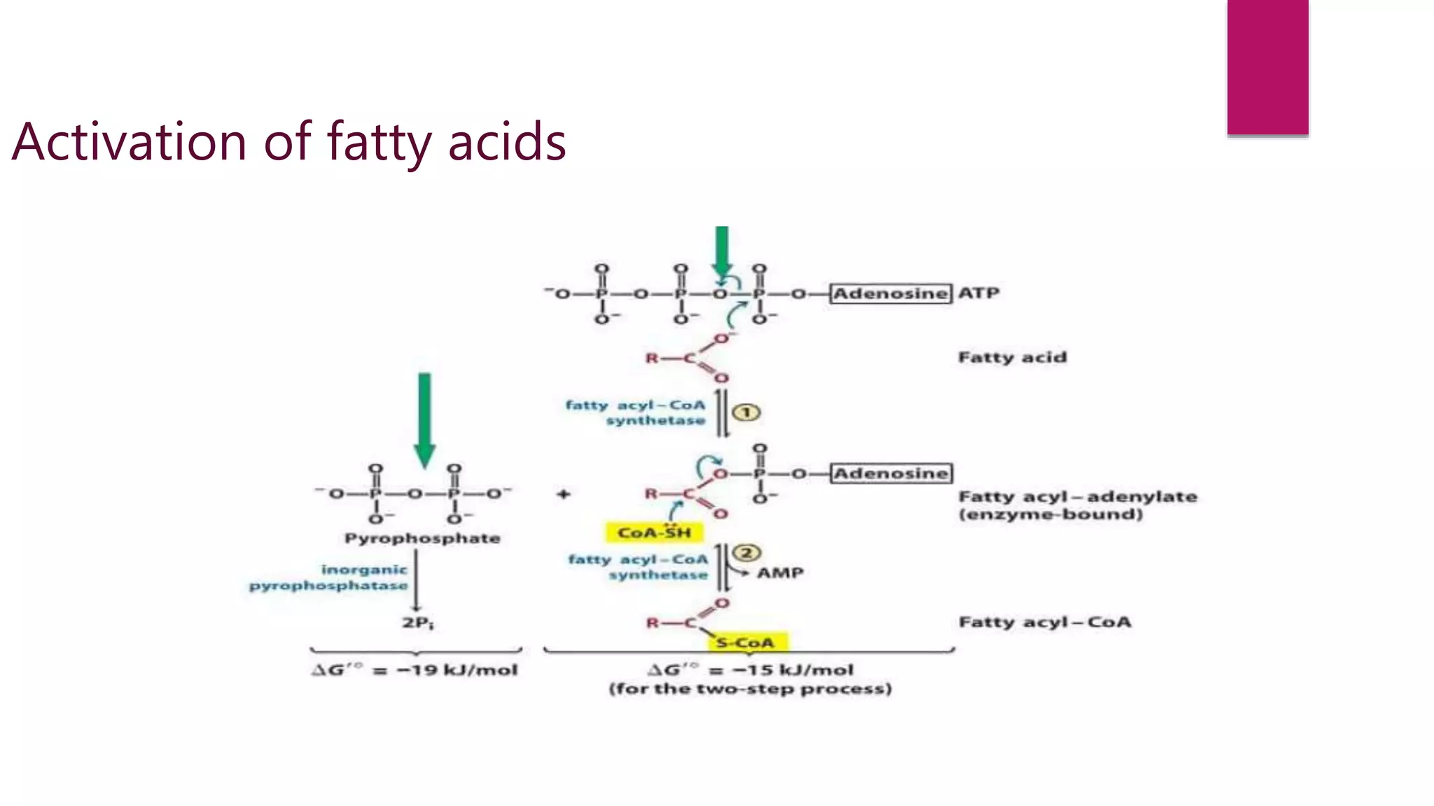 Oxidation of fatty acids | PPTX