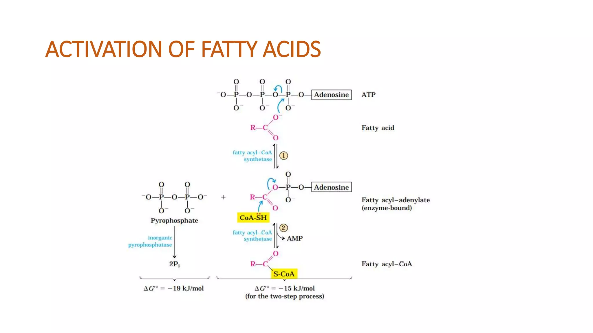 Oxidation of fatty acids | PPTX | Chemistry | Science