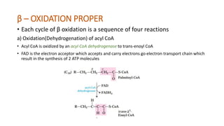 Oxidation of fatty acids | PPTX | Chemistry | Science