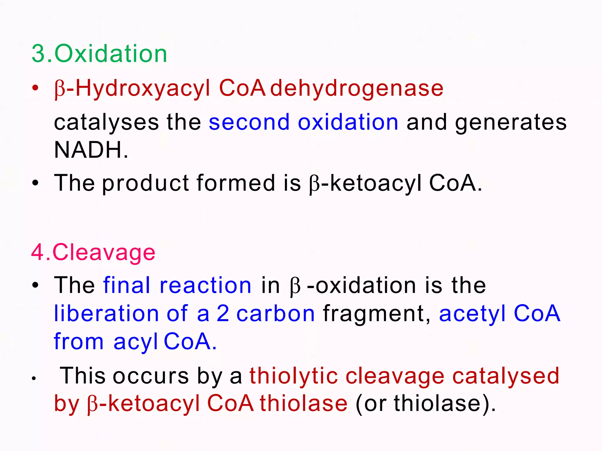 oxidation of fatty acids (palmitic acid).pptx
