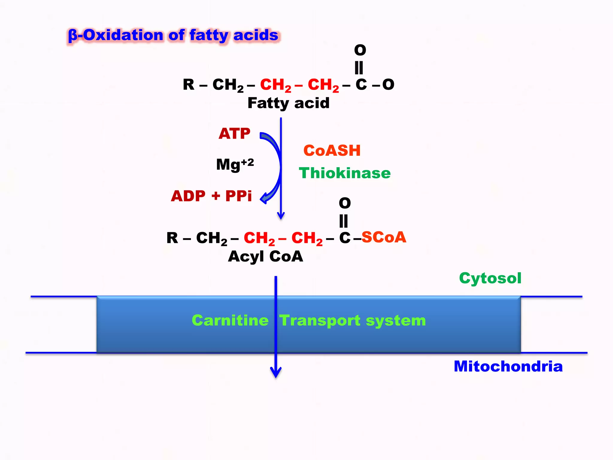 oxidation of fatty acids (palmitic acid).pptx