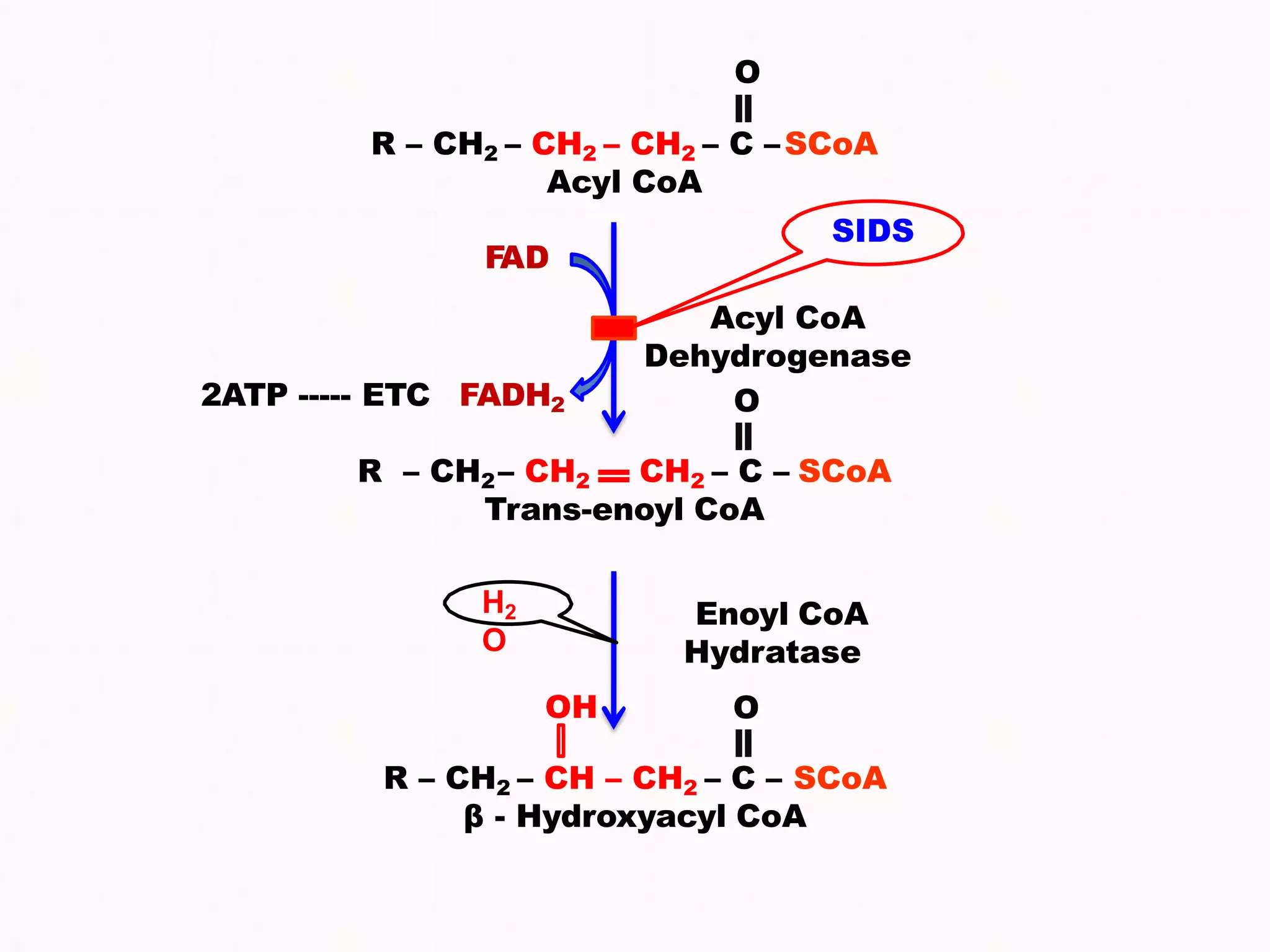 oxidation of fatty acids (palmitic acid).pptx