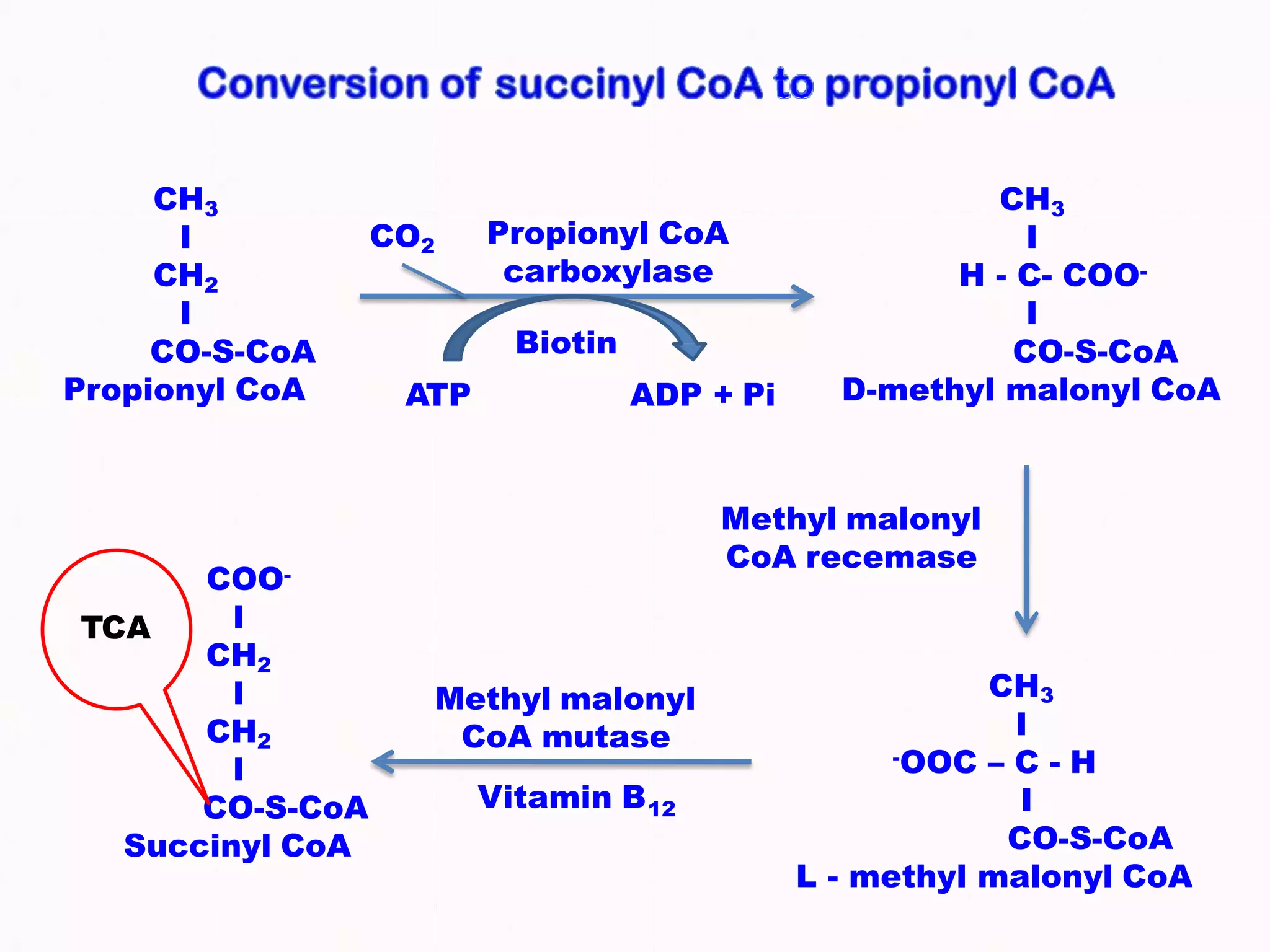 oxidation of fatty acids (palmitic acid).pptx