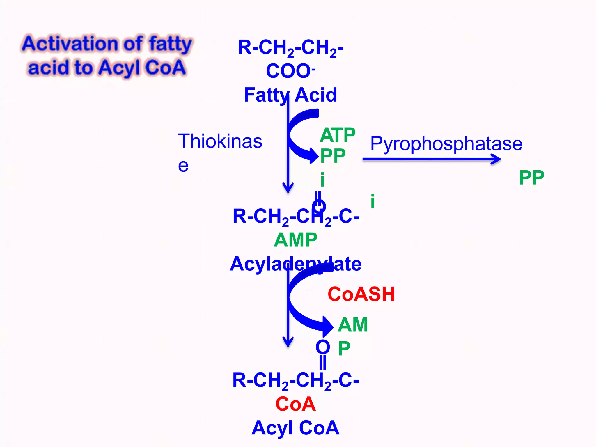 oxidation of fatty acids (palmitic acid).pptx