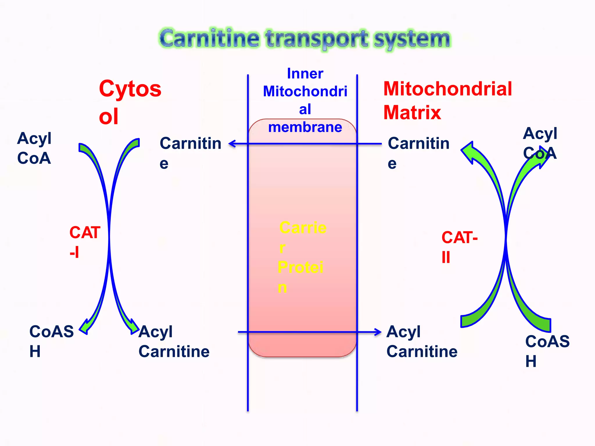 oxidation of fatty acids (palmitic acid).pptx