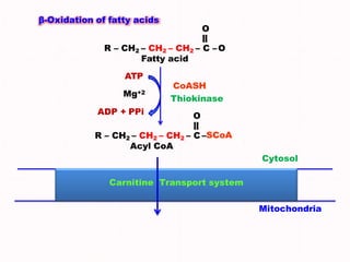 oxidation of fatty acids (palmitic acid).pptx