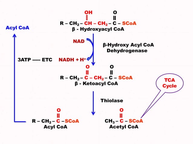 oxidation of fatty acids (palmitic acid).pptx