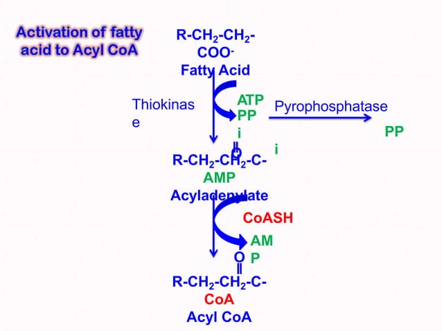 oxidation of fatty acids (palmitic acid).pptx
