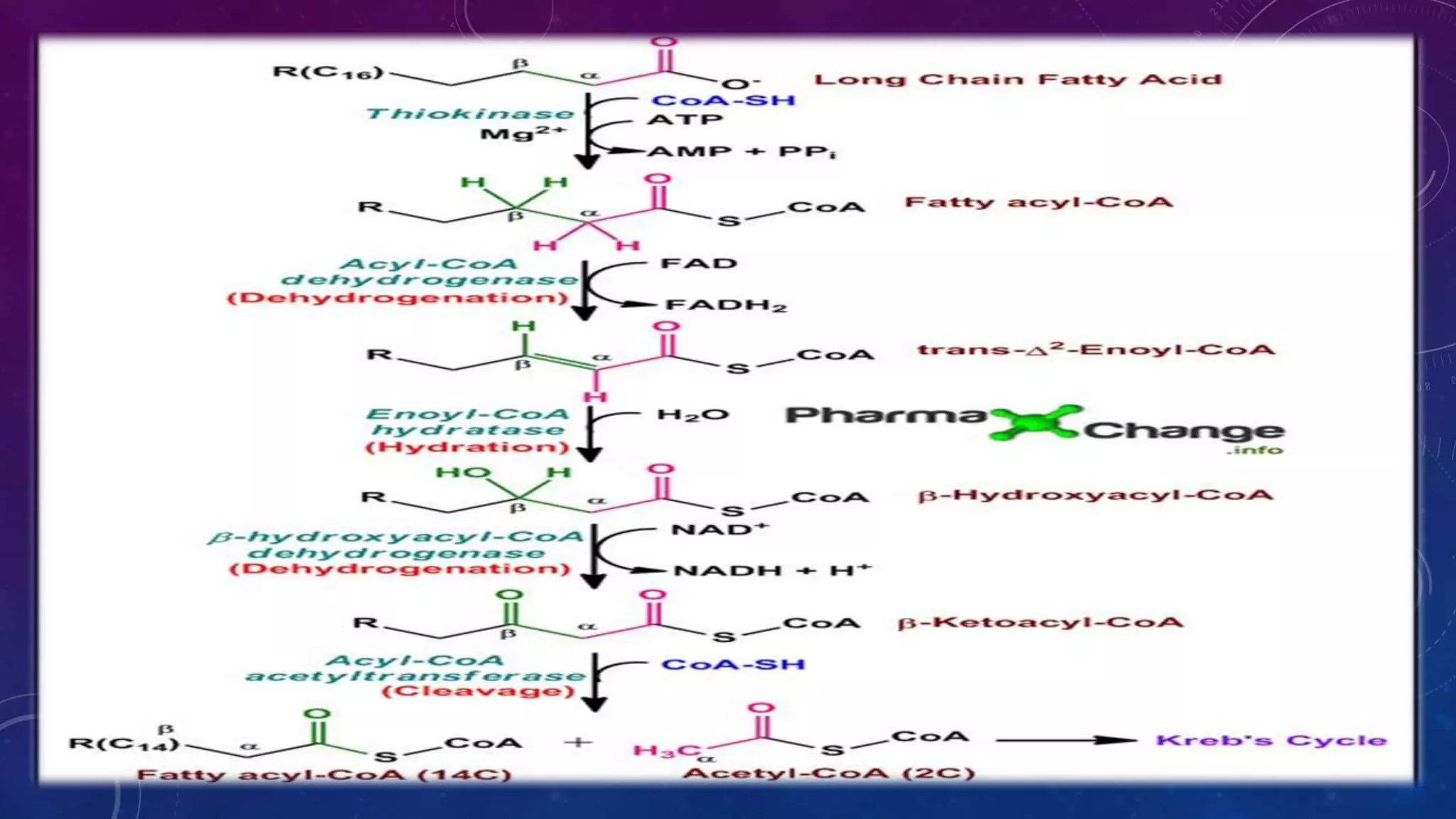 Oxidation of fatty acids ppt | PPTX