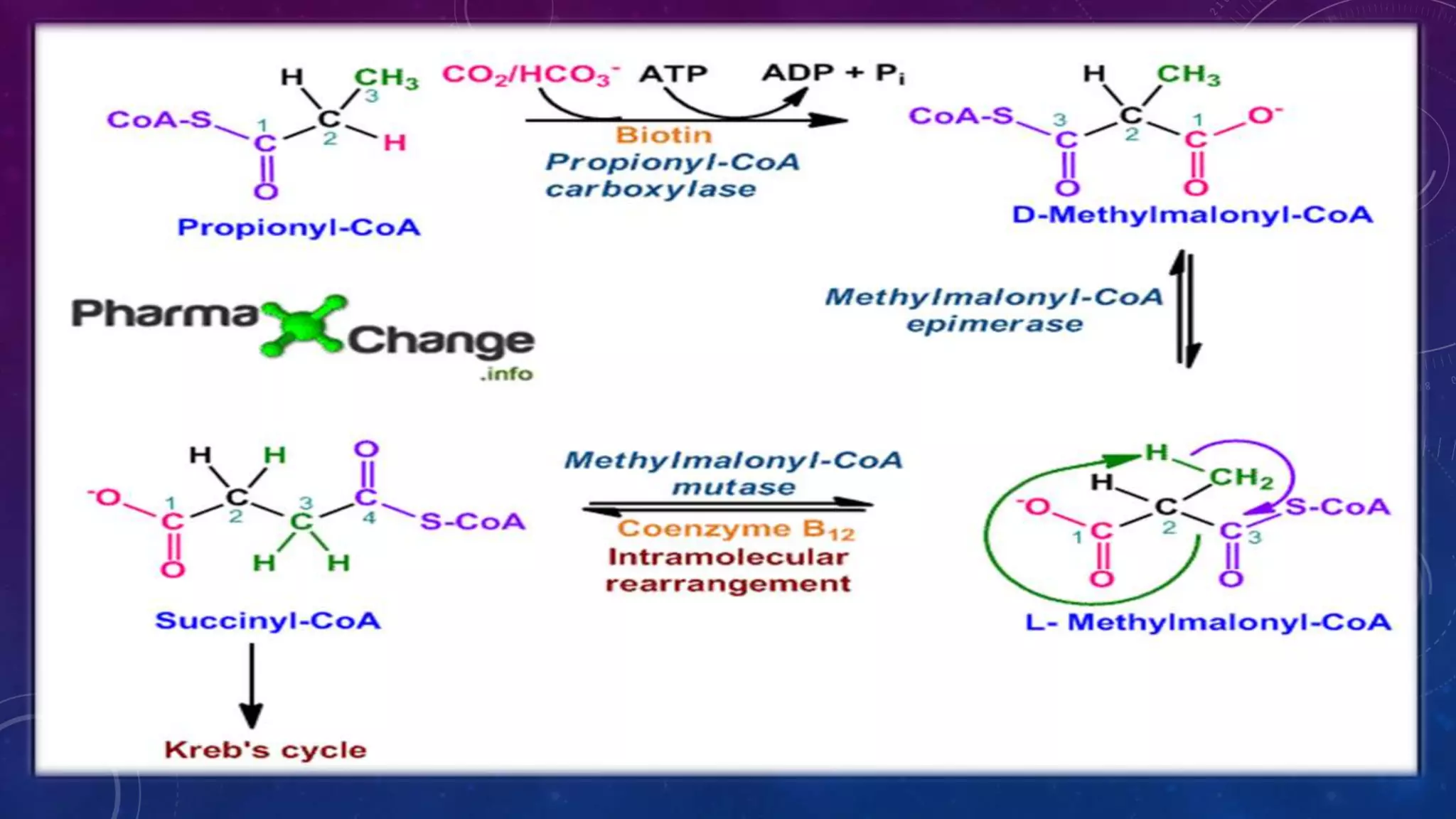 Oxidation of fatty acids ppt | PPTX