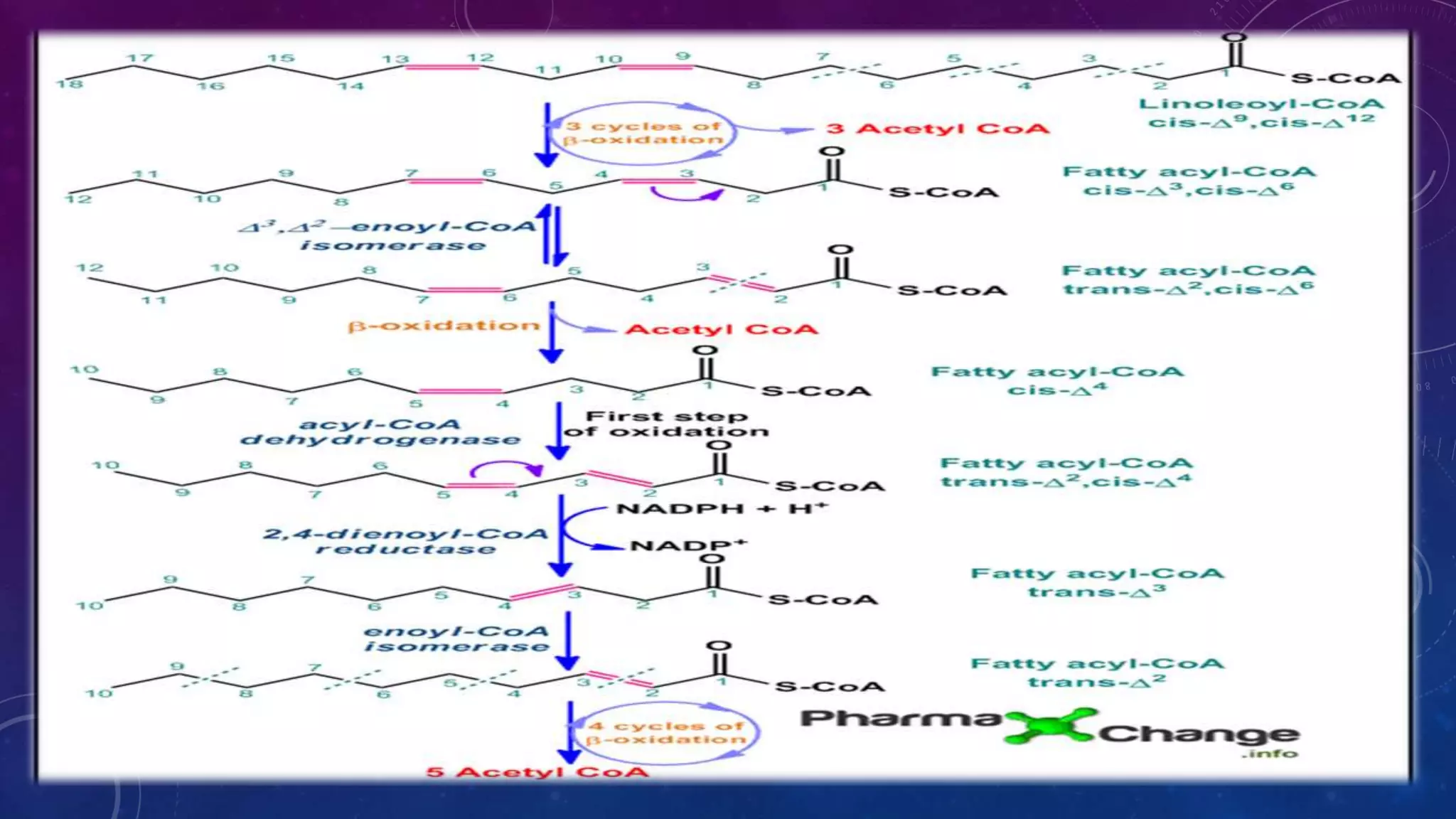 Oxidation of fatty acids ppt | PPTX