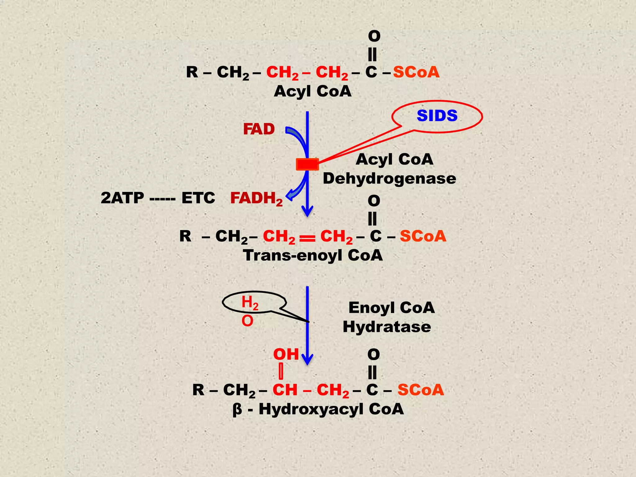 Oxidation of fatty acids ppt mth | PPT