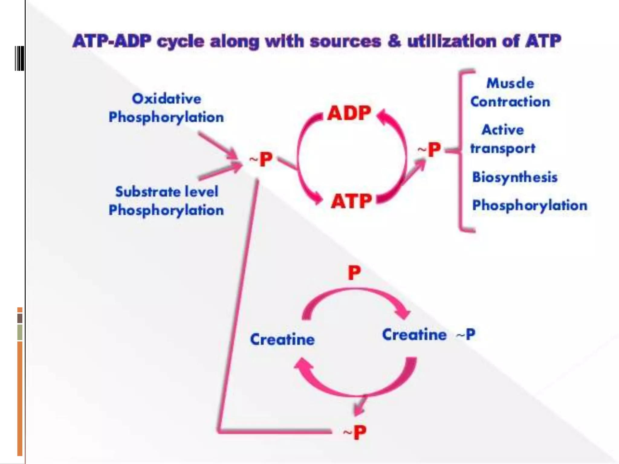 Oxidation of food stuffs and redox potentials | PPTX