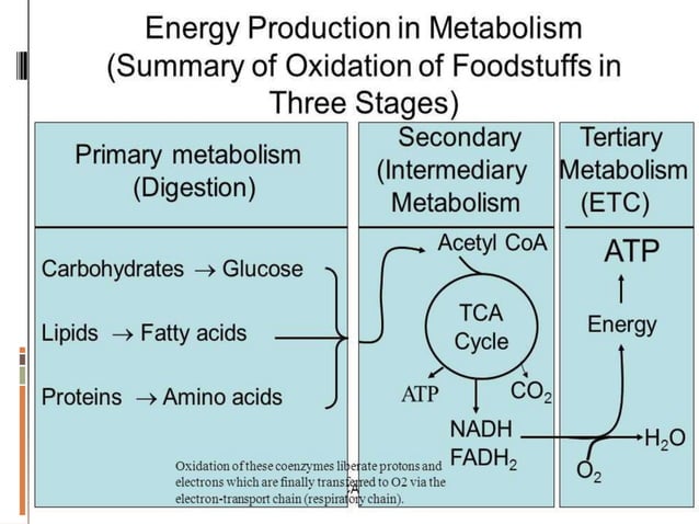 Oxidation of food stuffs and redox potentials | PPT