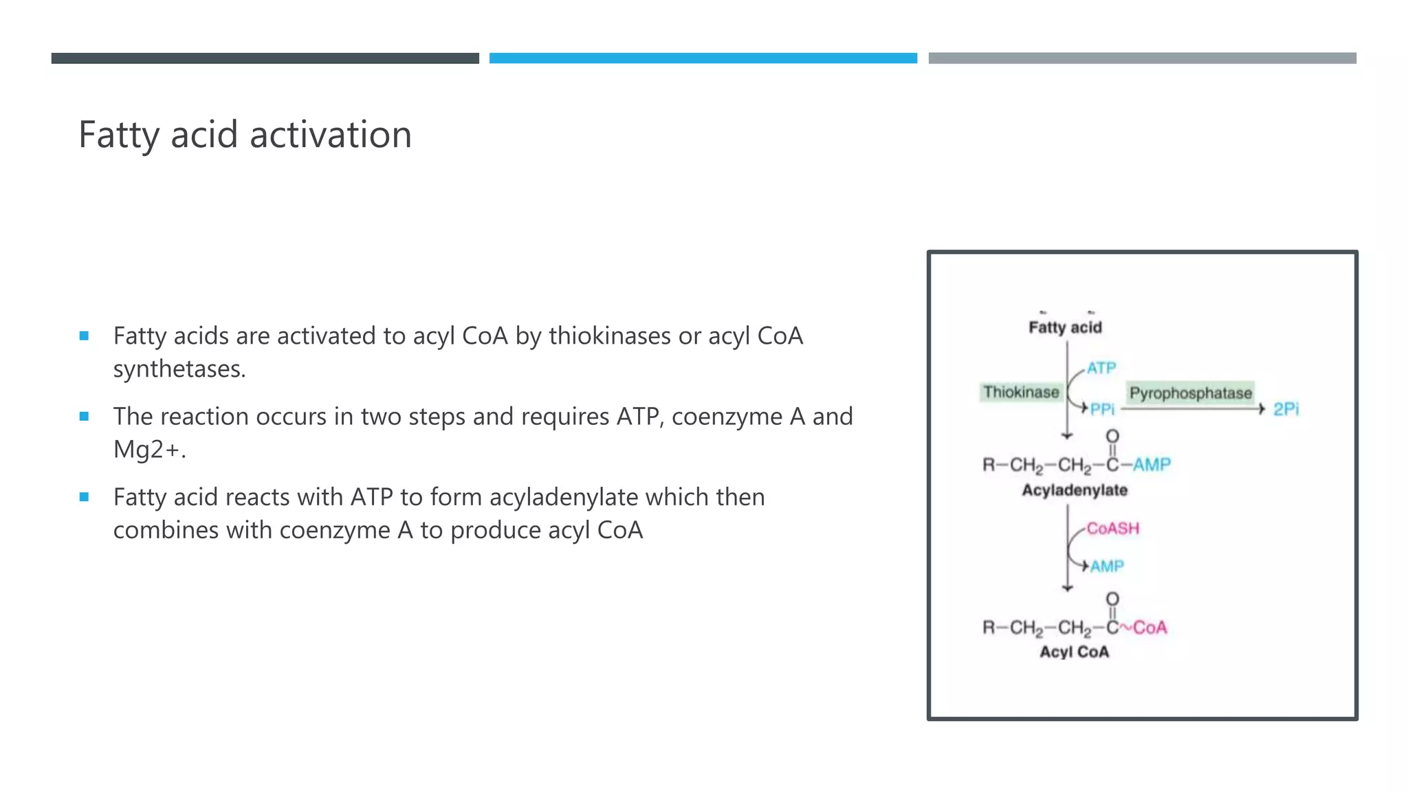 Oxidation of lipids | PPTX