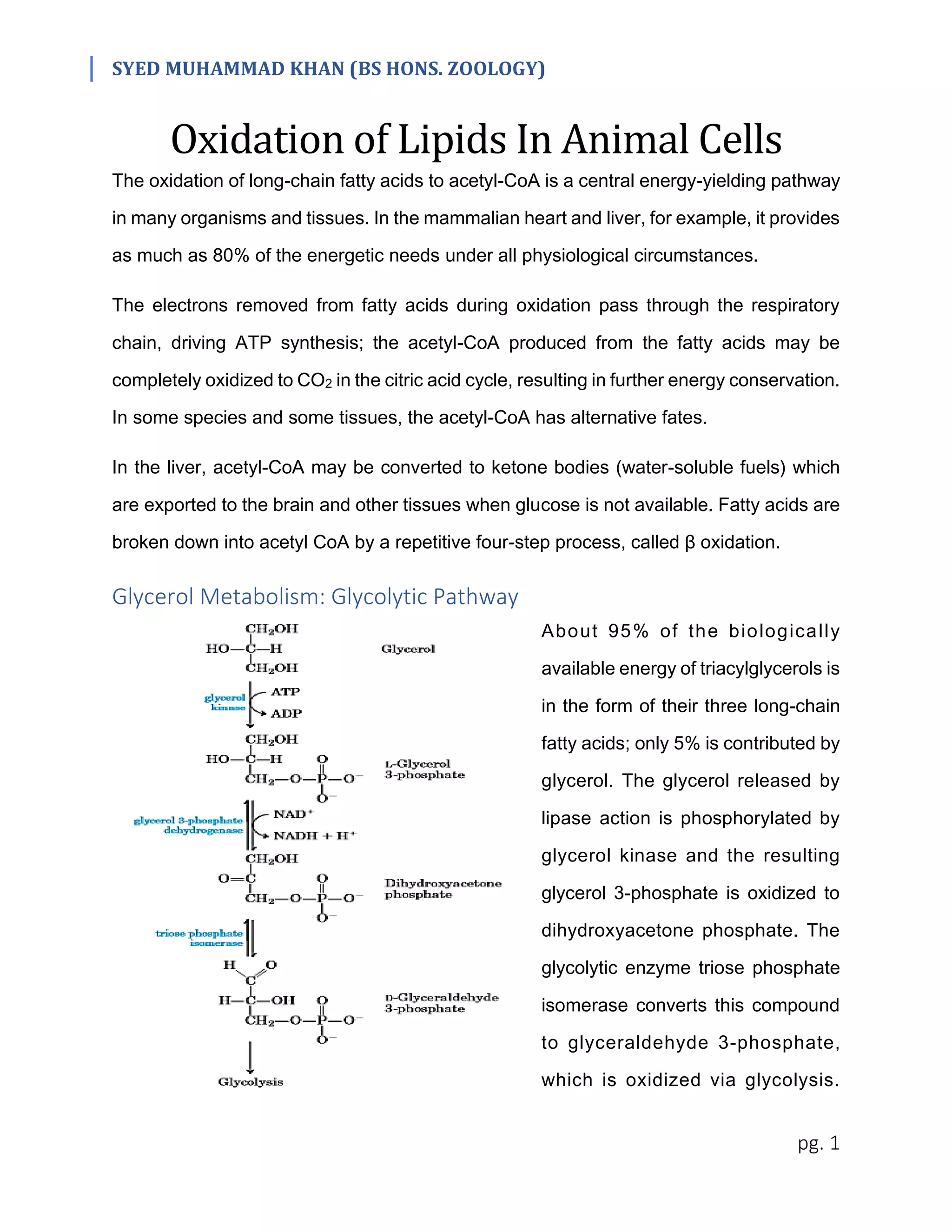 Oxidation of Lipids in Animal Cells | PDF