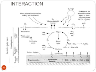 Oxidation pond | PPTX
