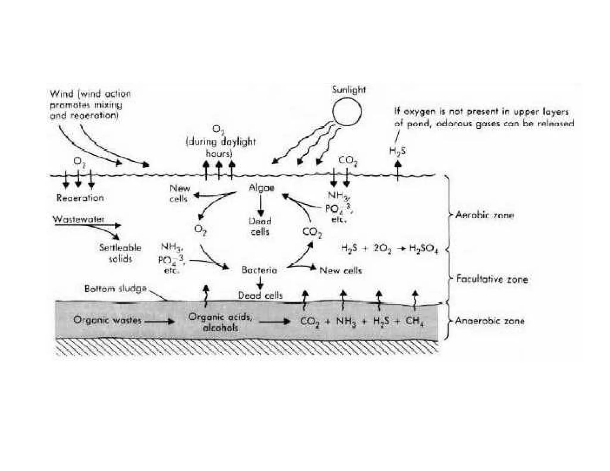 Oxidation ponds | PDF