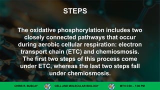 Oxidative-Phosphorylation-Group-8.pptxxx | PPT