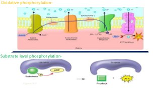 Difference between oxidative and substrate level phosphorylation | PPT