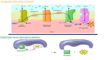 Difference between oxidative and substrate level phosphorylation | PPT