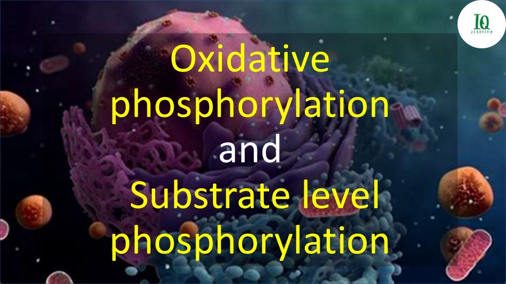 Difference between oxidative and substrate level phosphorylation | PPT
