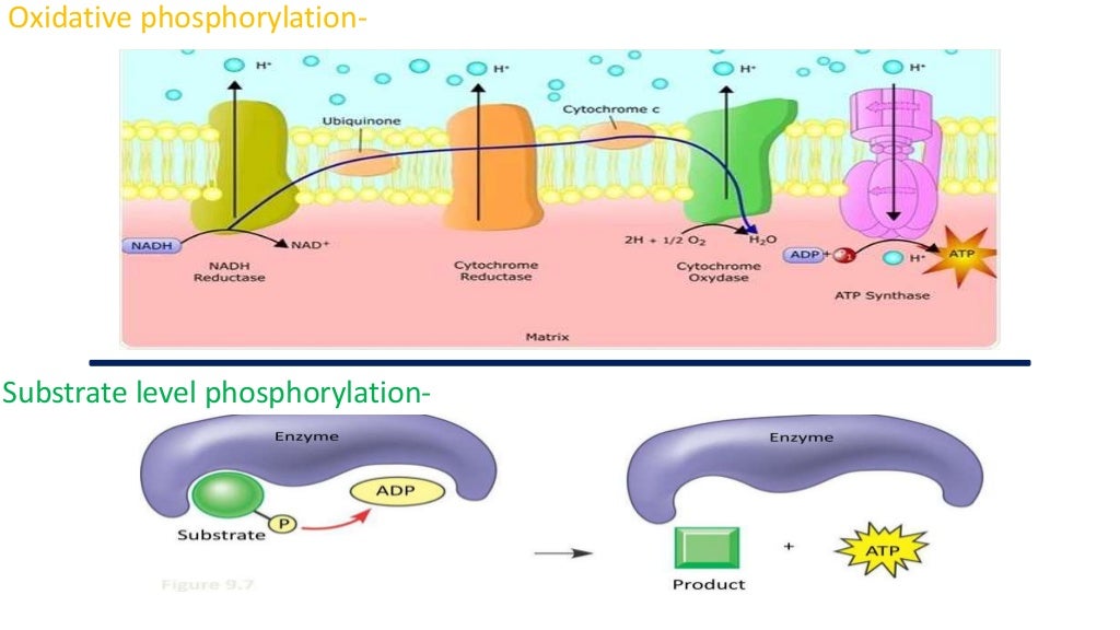 Difference between oxidative and substrate level phosphorylation | PPT
