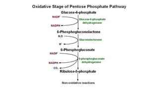 Oxidative pentose phosphate pathway | PDF