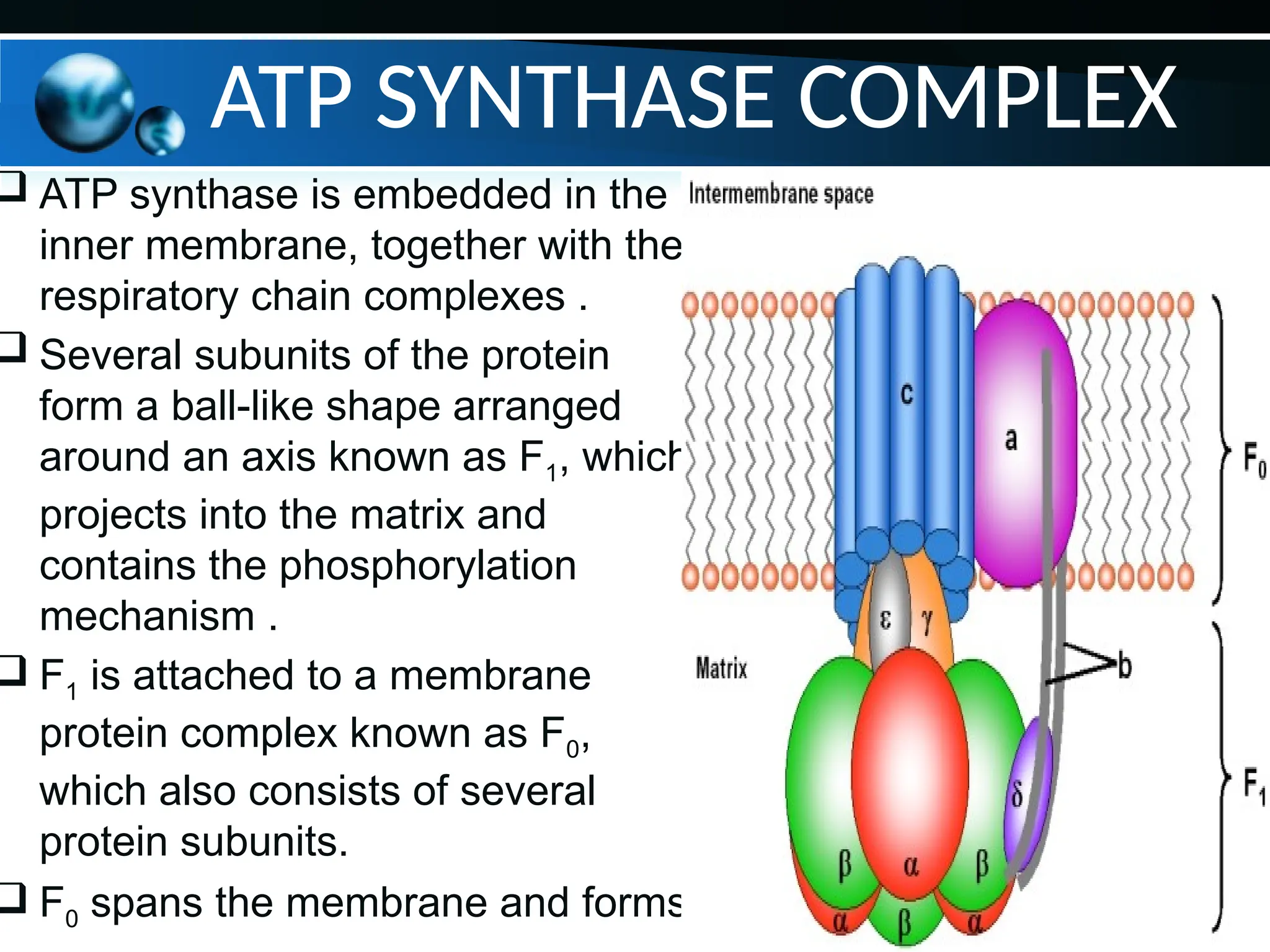 oxidativephos-140111054455-phpapp01.pptx