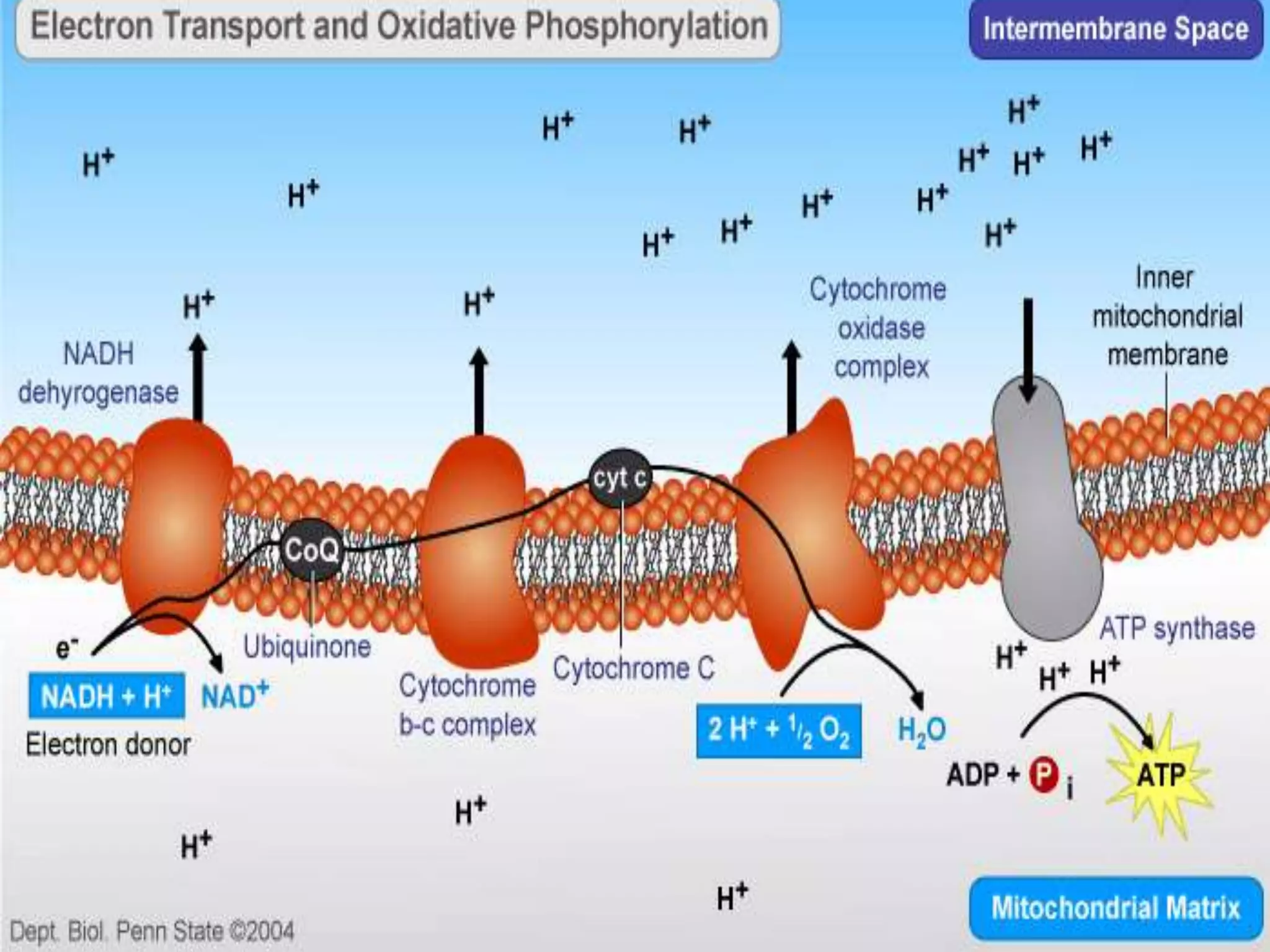 Oxidative phosphorylation | PPTX