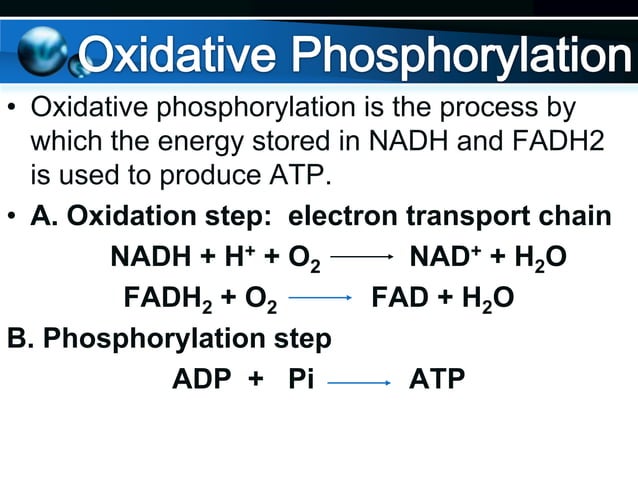 Oxidative phosphorylation | PPTX