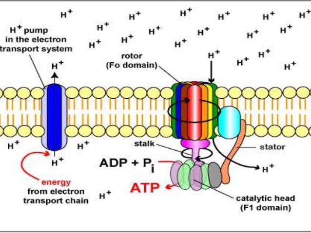 Oxidative phosphorylation
