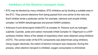 electron transport chain and oxidative phoshorylation.pptx