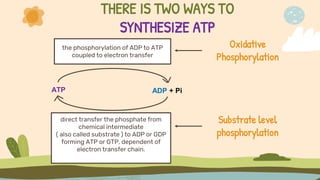 OXIDATIVE PHOSHPORYLATION 2433162025.pptx