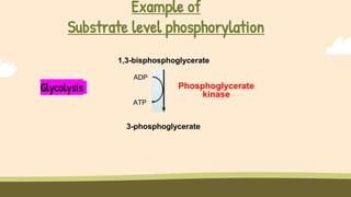 OXIDATIVE PHOSHPORYLATION 2433162025.pptx