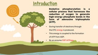 OXIDATIVE PHOSHPORYLATION 2433162025.pptx