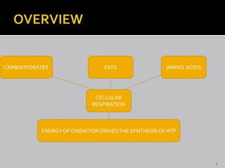 Oxidative phosphorylation | PPTX | Chemistry | Science
