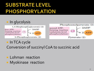 Oxidative phosphorylation | PPTX | Chemistry | Science