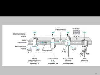 Oxidative phosphorylation | PPTX | Chemistry | Science