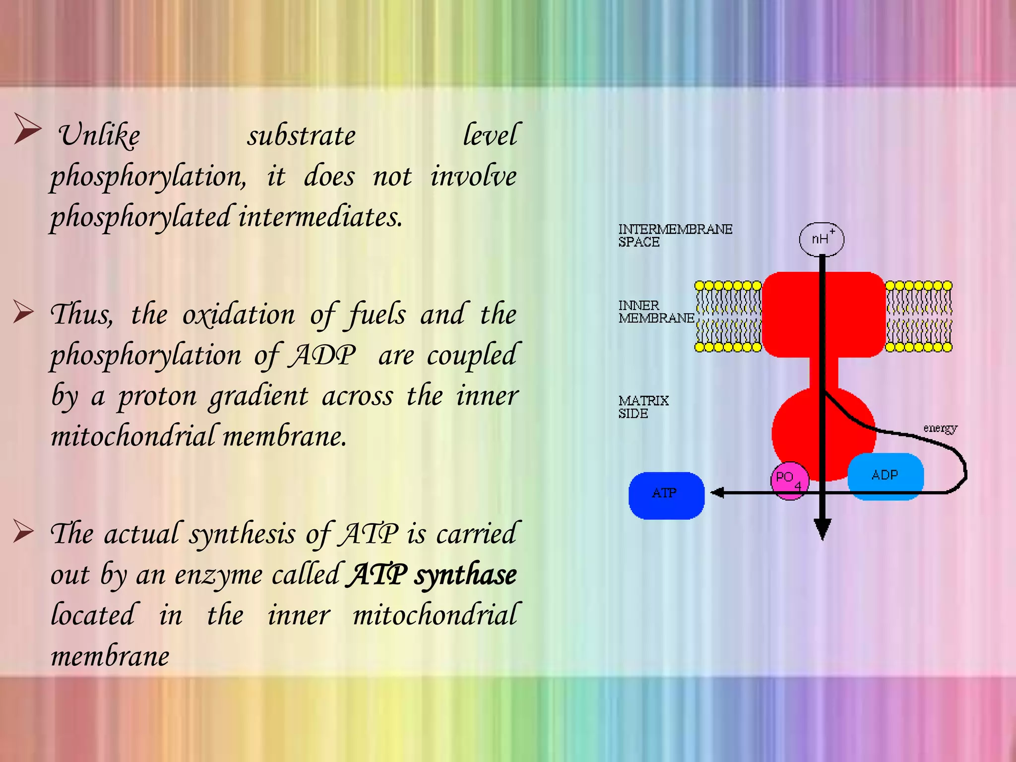 Oxidative phosphorylation | PPTX