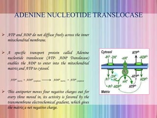 Oxidative phosphorylation | PPTX