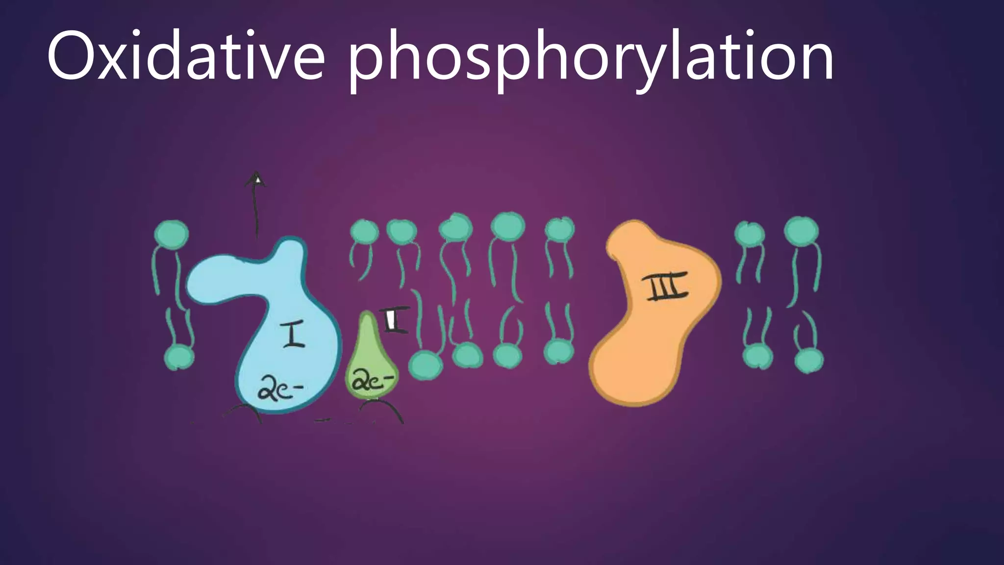Oxidative phosphorylation | PPTX