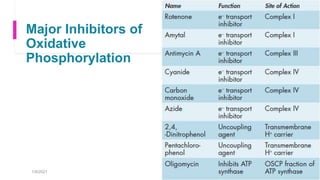 Oxidative phosphorylation | PPTX