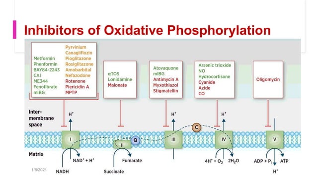 Oxidative phosphorylation | PPTX