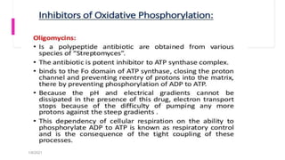 Oxidative phosphorylation | PPTX