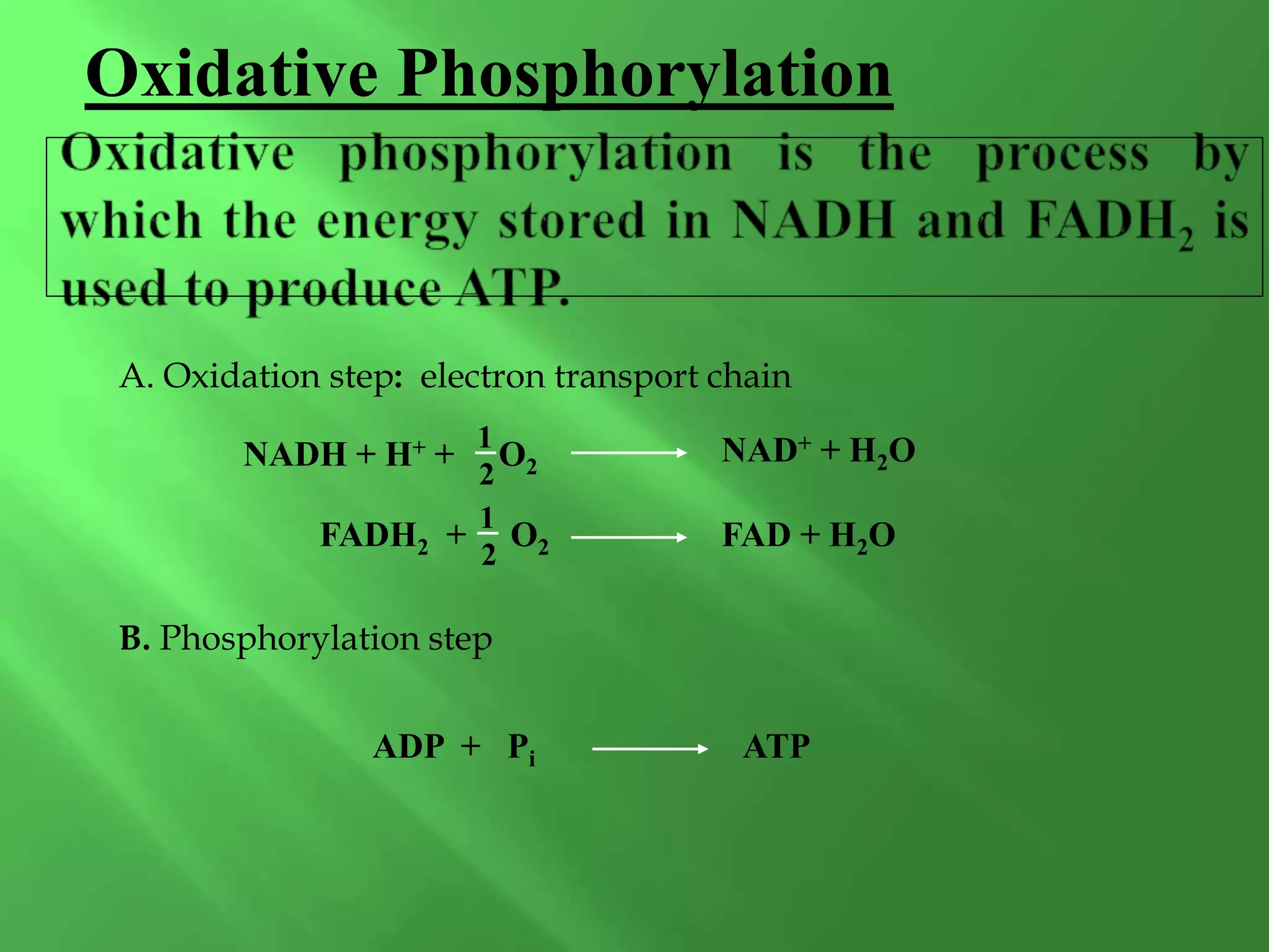Oxidative phosphorylation | PPTX