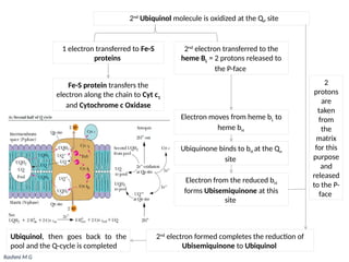 Oxidative phosphorylation (Electron transport chain and ATP synthesis).pptx