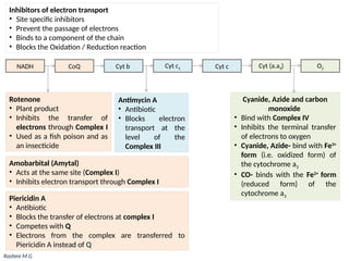 Oxidative phosphorylation (Electron transport chain and ATP synthesis).pptx
