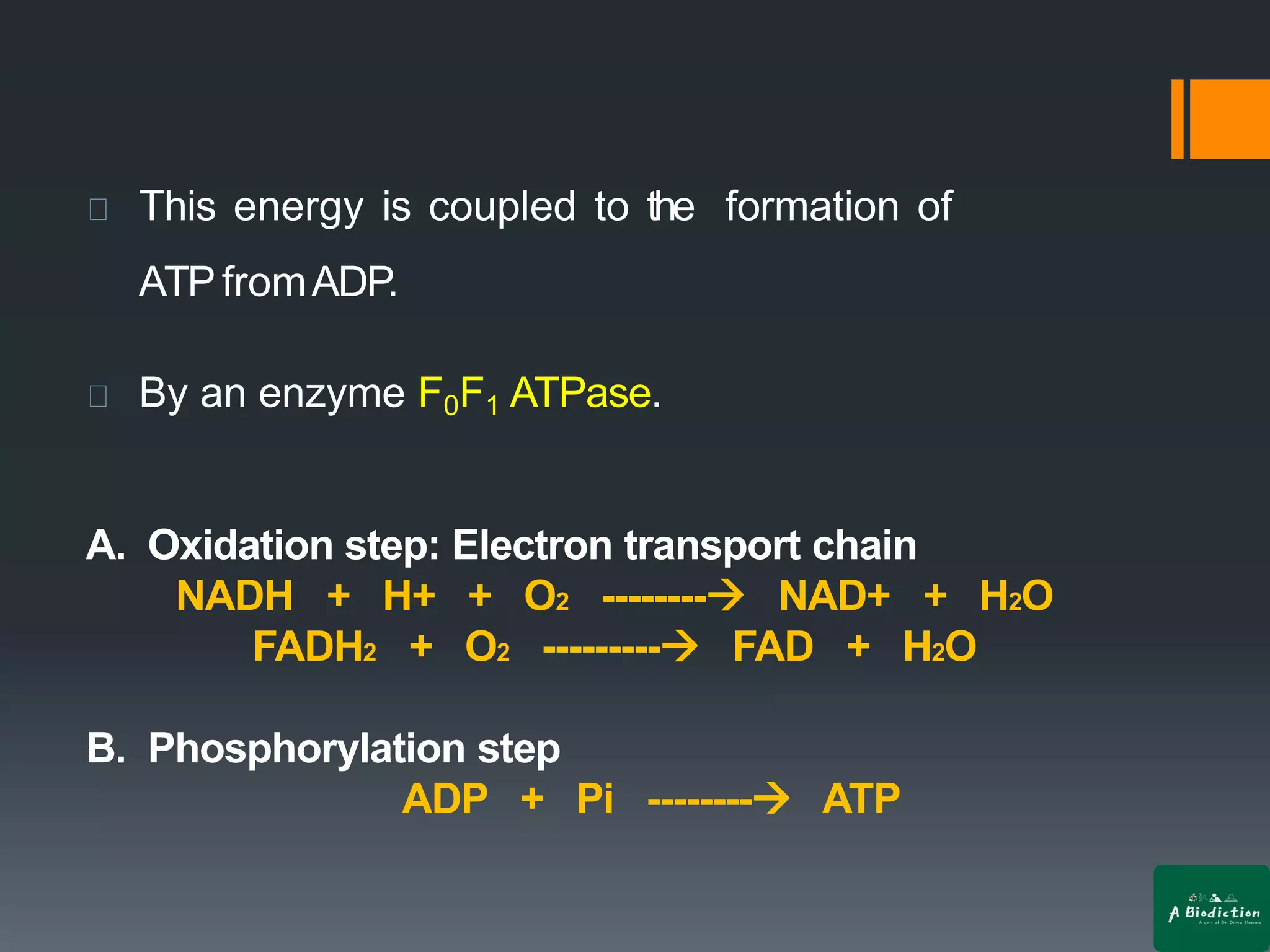 Oxidative Phosphorylation | PDF