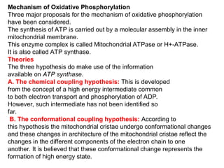Oxidative Phosphorylation 31.05.2022.ppt